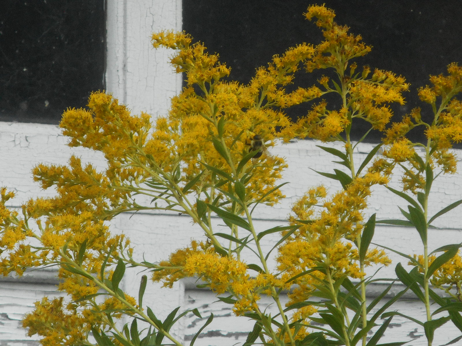 Oh, Goldenrod! | Pen, Paper, Plant