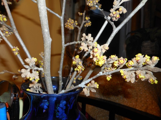 Bewitched by Witch Hazel | Pen, Paper, Plant