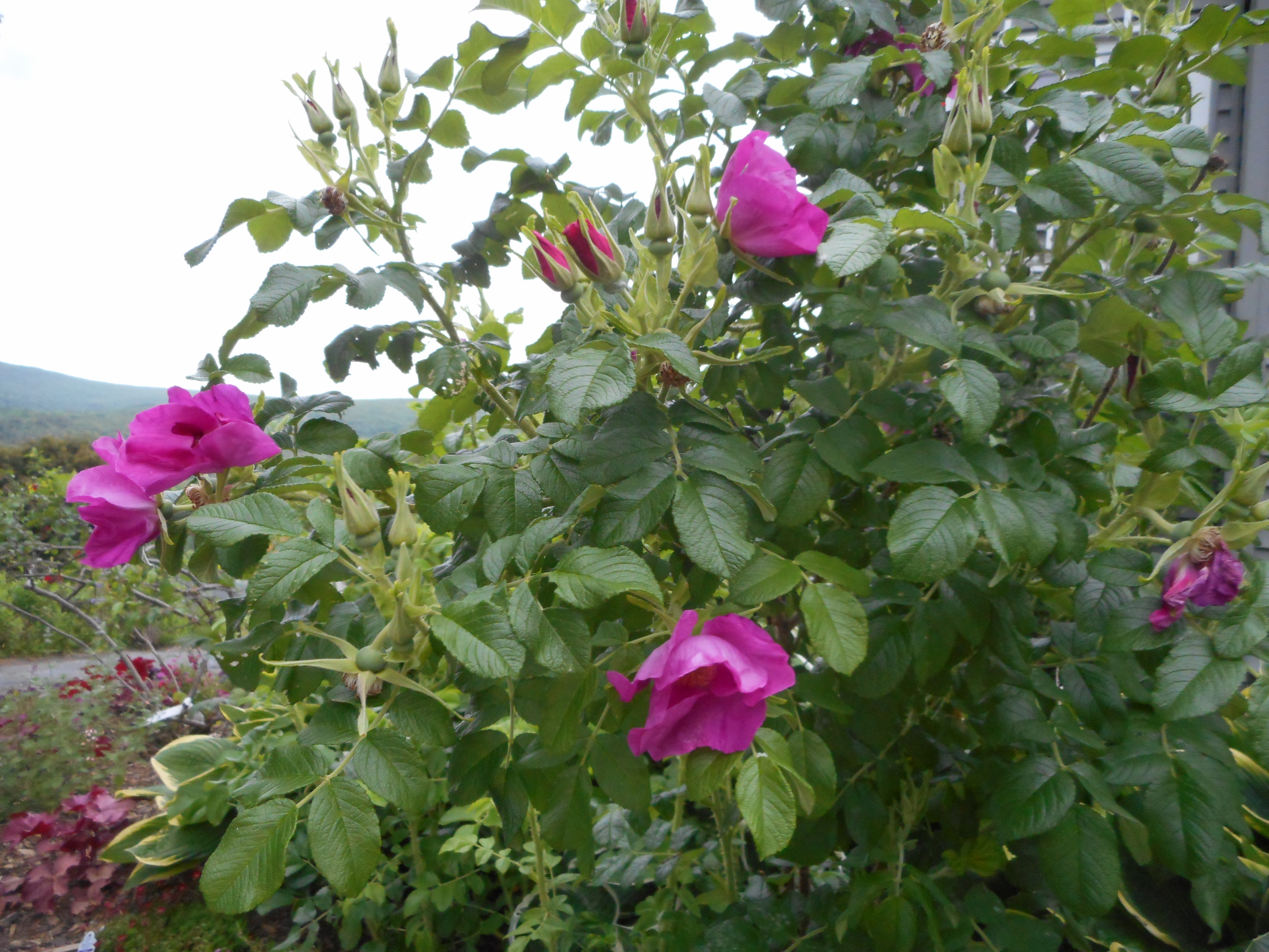 Winter Fix-It-Ups in the Garden | Pen, Paper, Plant